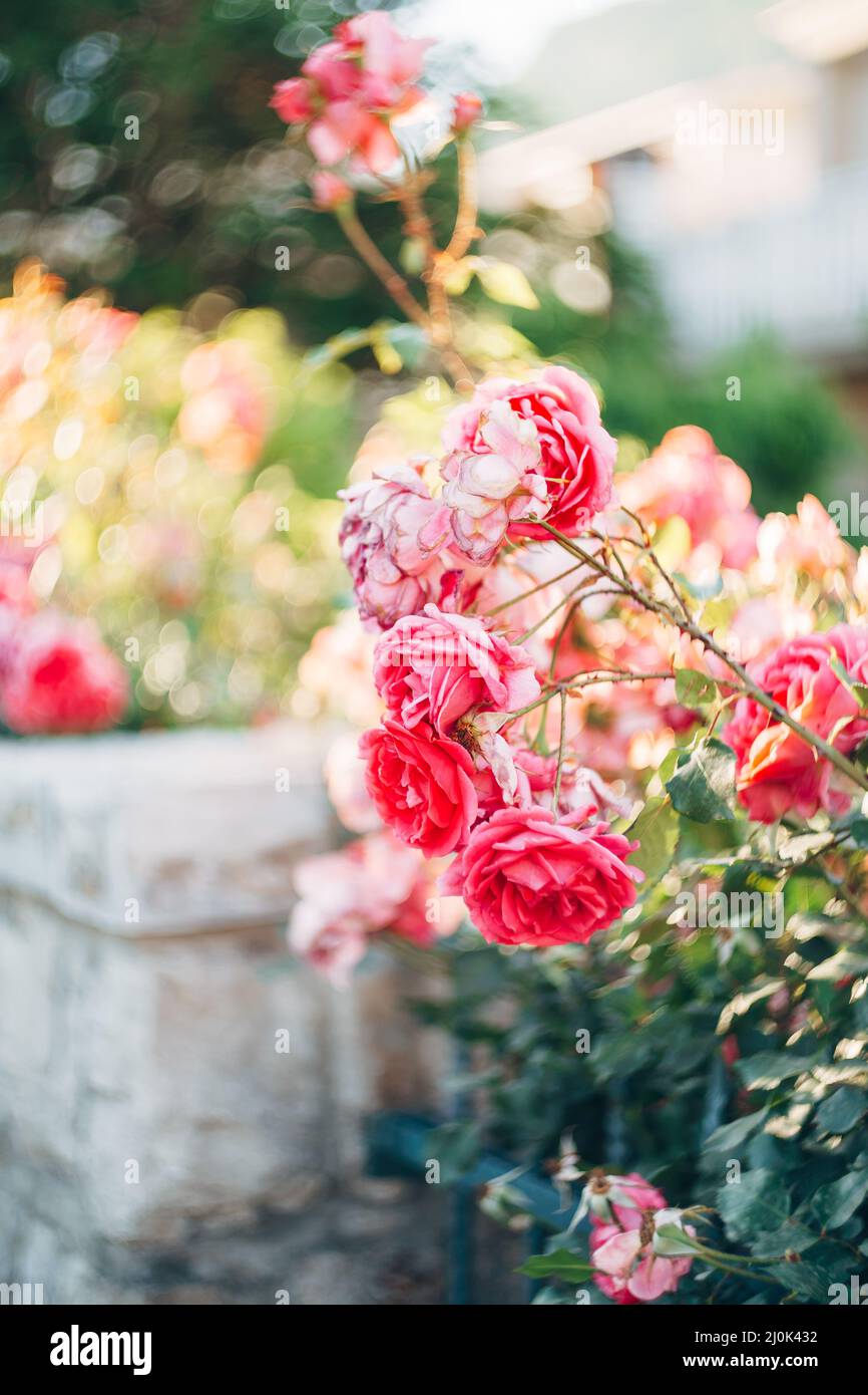 Roses at the fence hi-res stock photography and images - Alamy