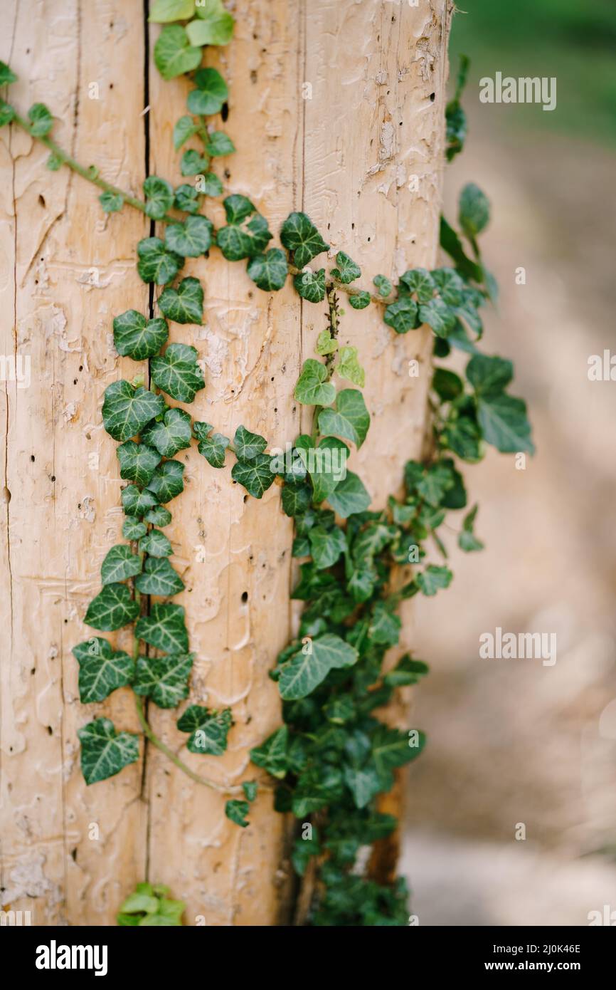 Ivy texture hi-res stock photography and images - Alamy