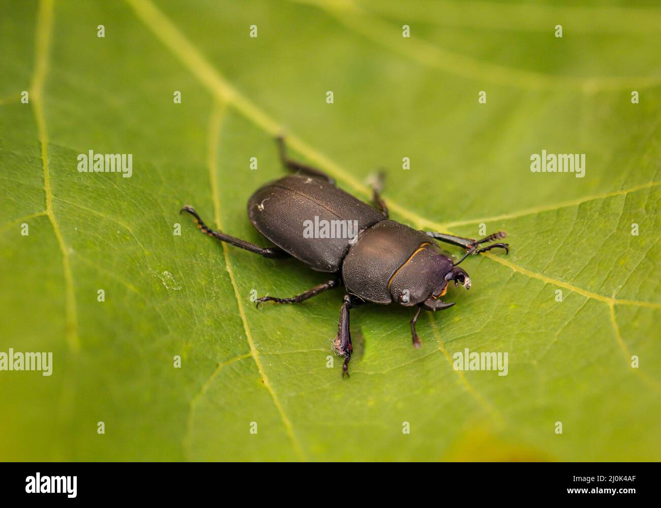 A large black beetle on a leaf of a plant Stock Photo - Alamy