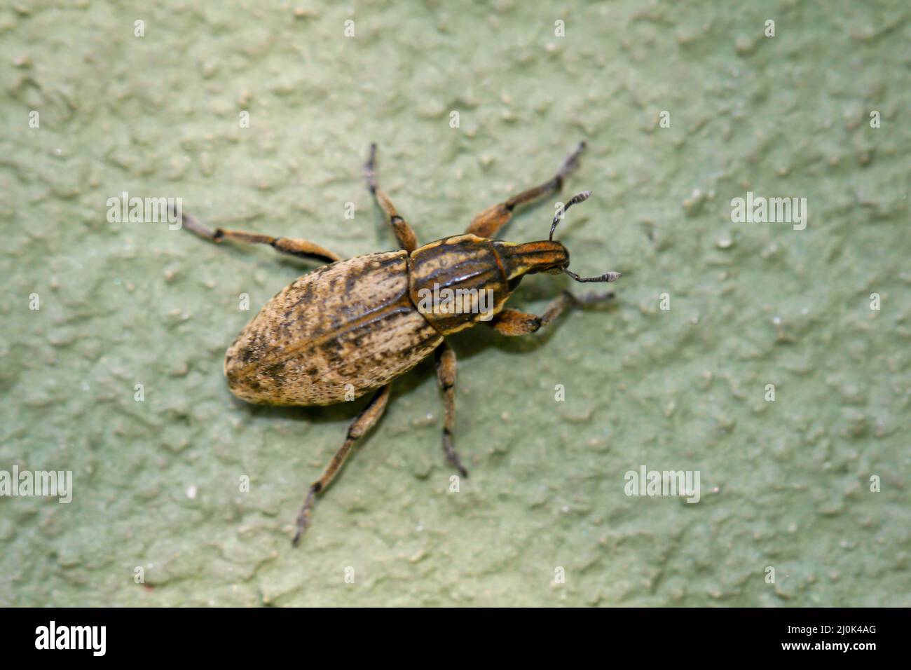 Weevil black beetle hi-res stock photography and images - Alamy