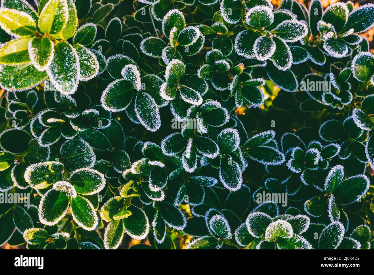 Boxwood branches with green leaves covered with frost top view close-up ...