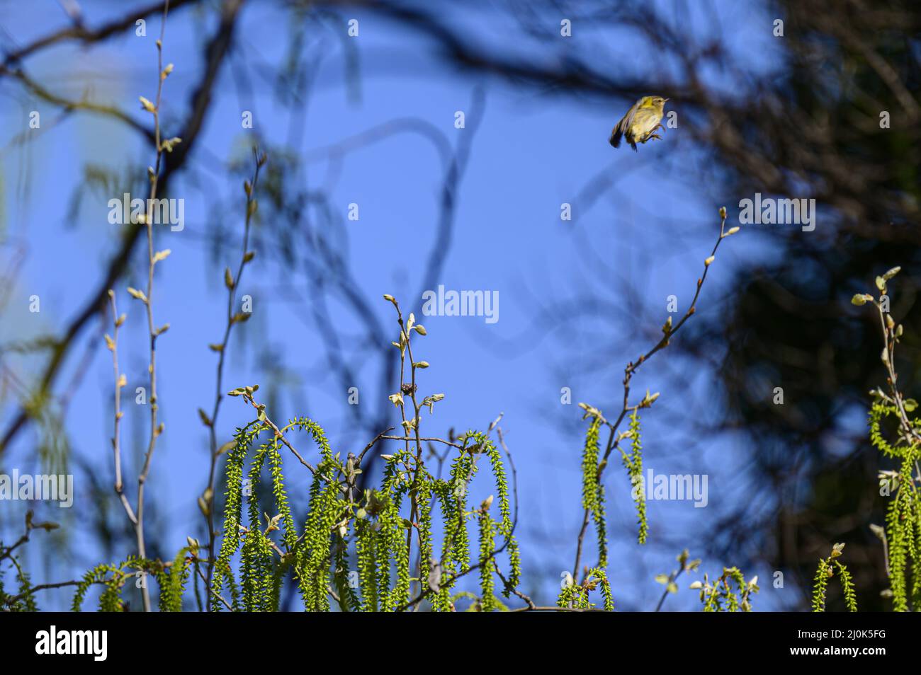 Selective focus of a small bird flying above wild bushes in a forest ...