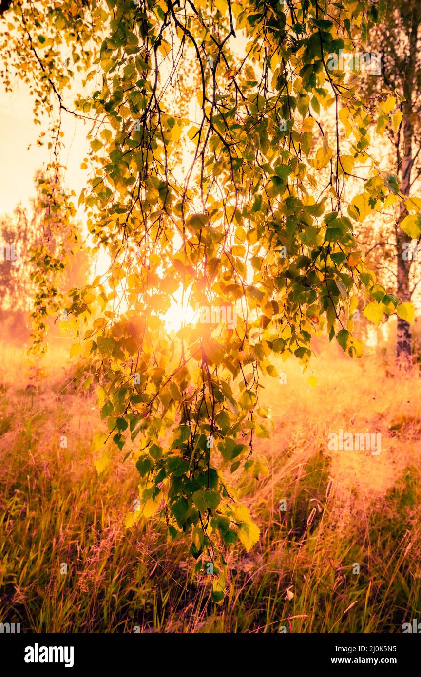 Sunshine through mist hi-res stock photography and images - Alamy