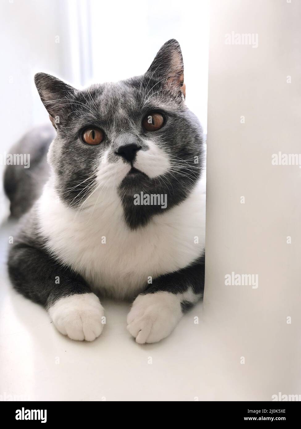 Fluffy cat resting on window at home Stock Photo - Alamy