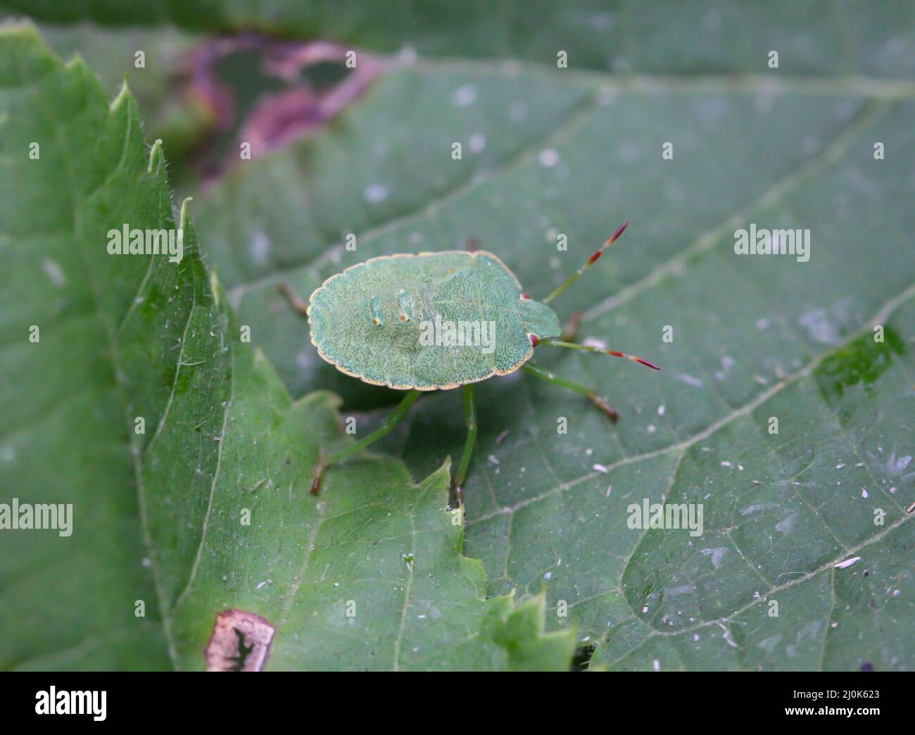 A green bug on a plant. Portrait of a bug Stock Photo - Alamy