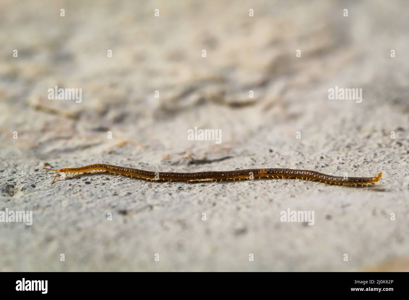 Close up of a millipede, centipede on a stone Stock Photo - Alamy