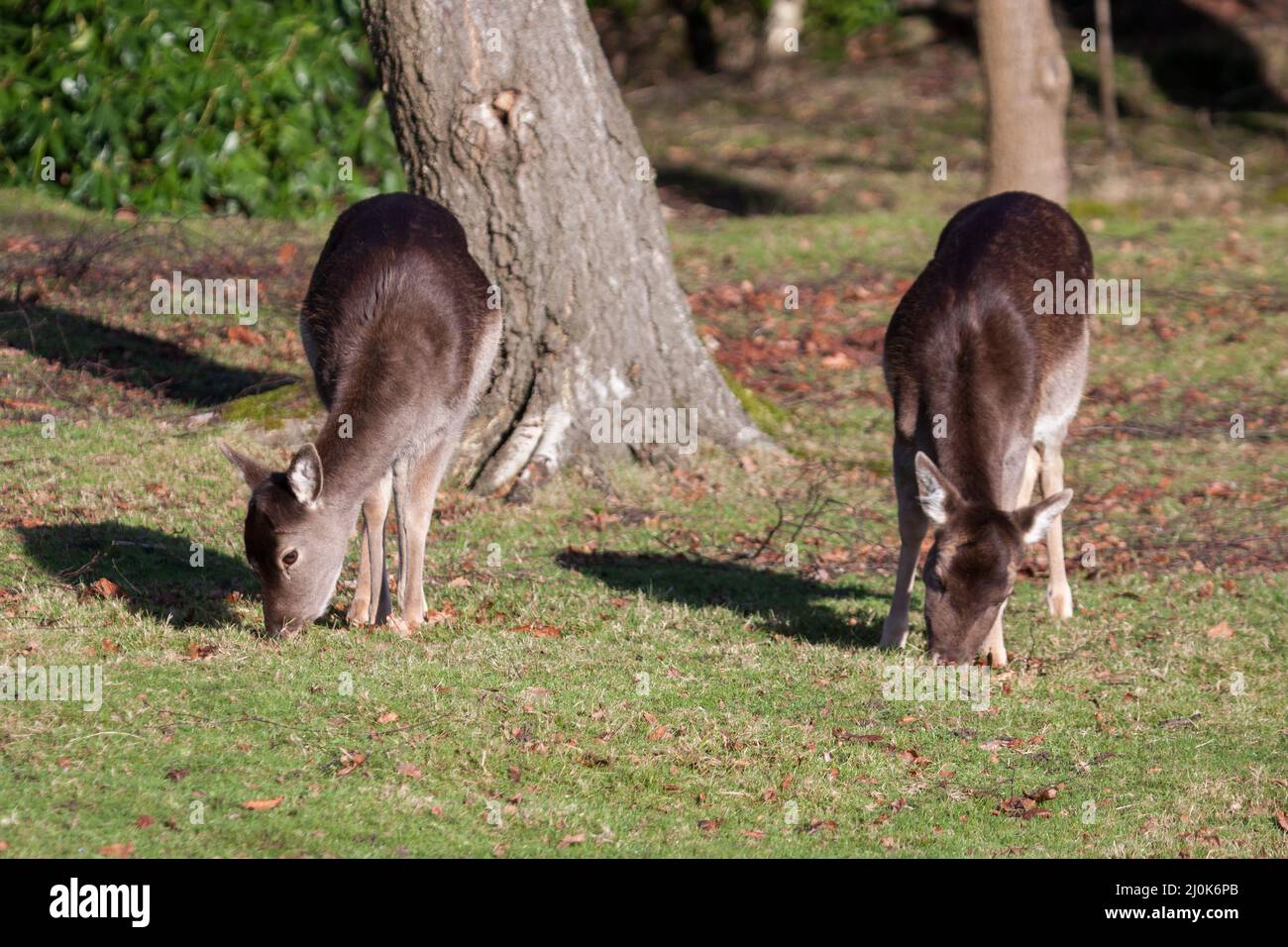 Wild muntjacs hi-res stock photography and images - Alamy