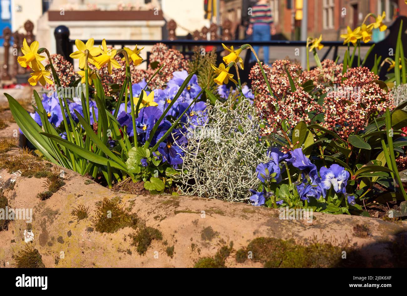 Spring flowers in a stone tub Stock Photo - Alamy