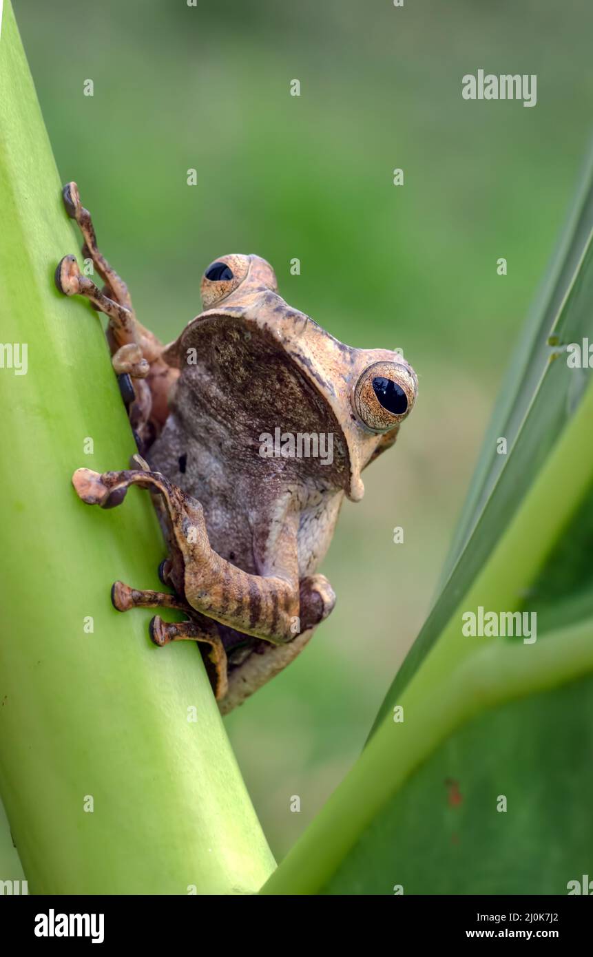 Javan tree frog on a tree Stock Photo - Alamy