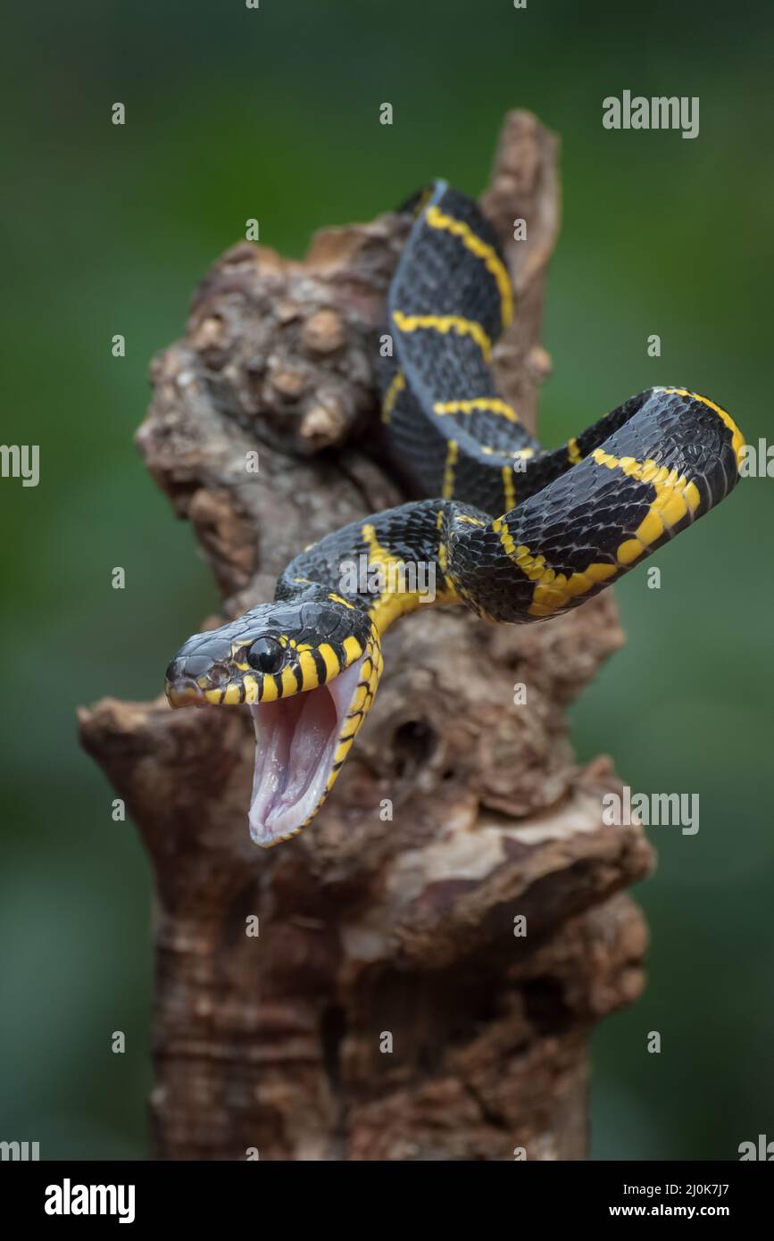 The gold-ringed cat snake in attacking position Stock Photo - Alamy