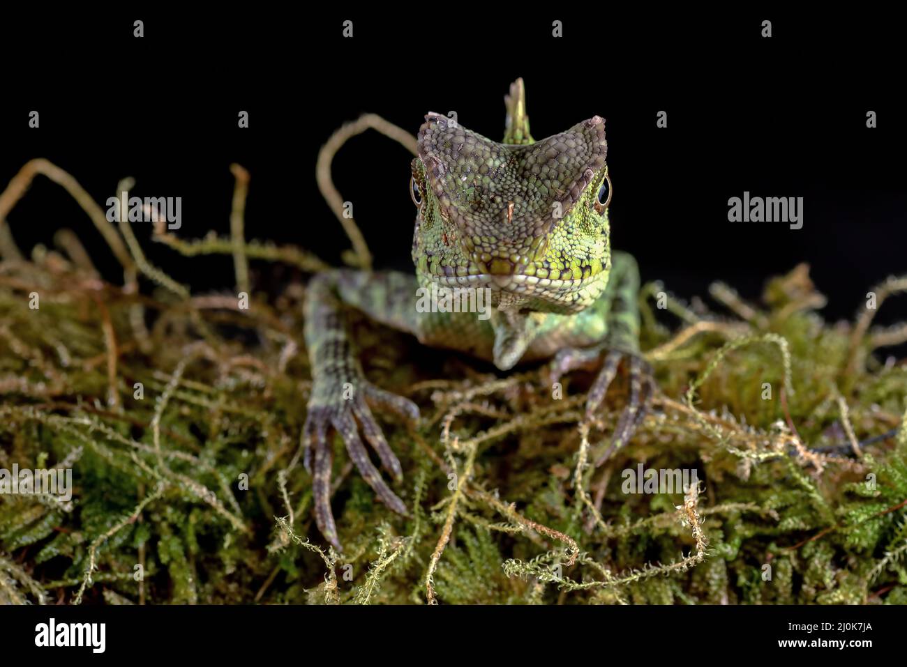Sumatran forest dragon in black background Stock Photo - Alamy