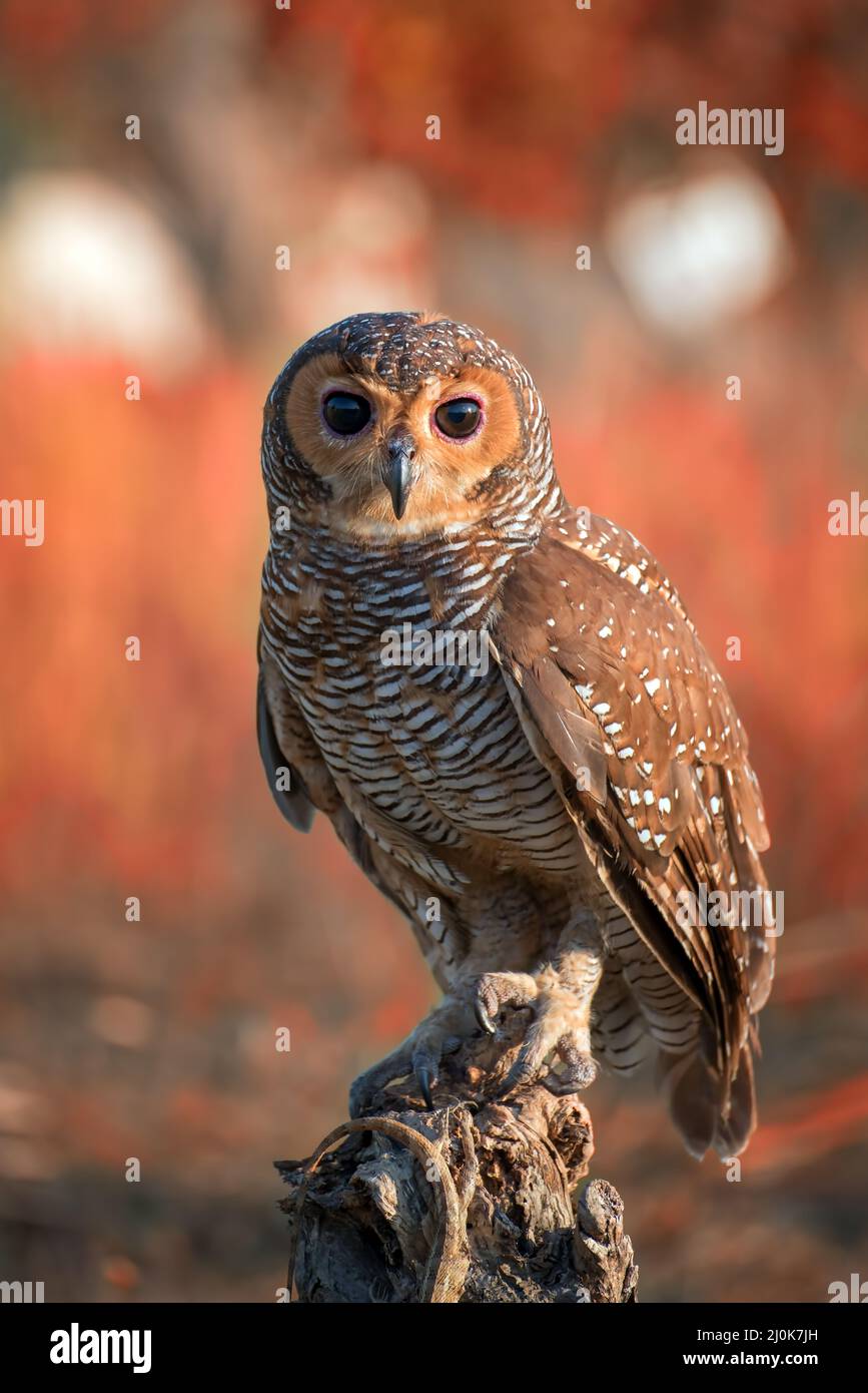 Tree log hi-res stock photography and images - Alamy