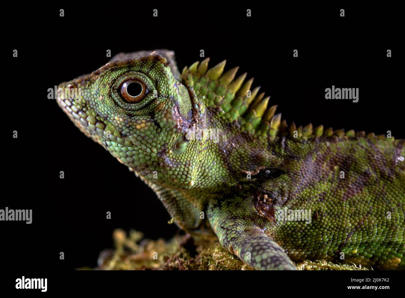 Sumatran forest dragon in black background Stock Photo - Alamy