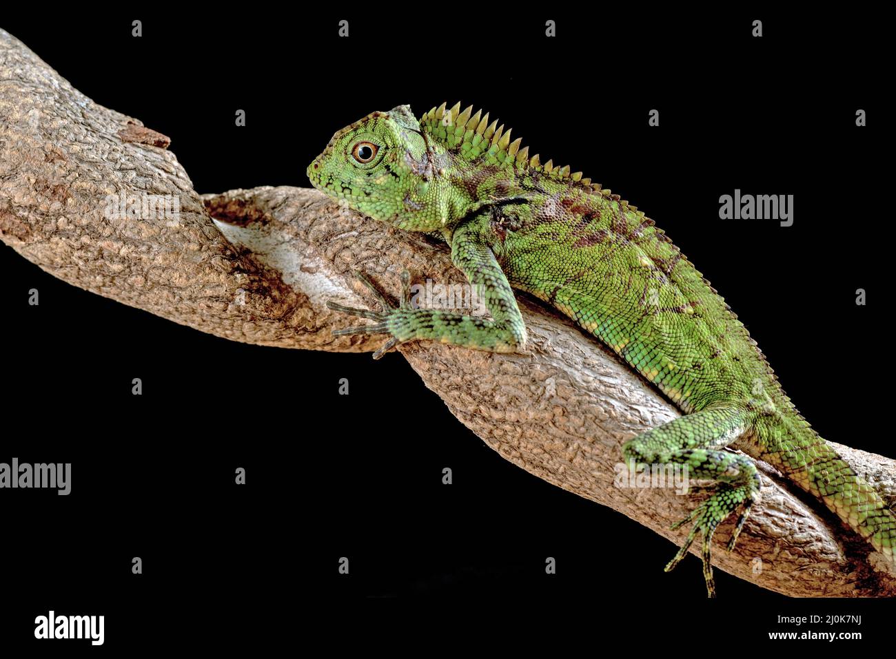 Sumatran forest dragon in black background Stock Photo - Alamy