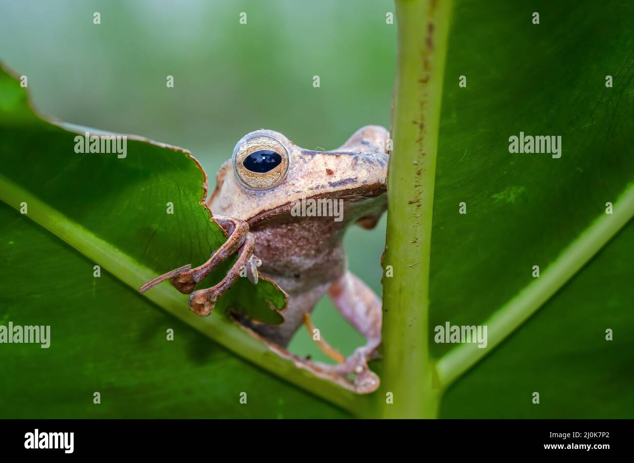 Javan tree frog on a tree Stock Photo - Alamy