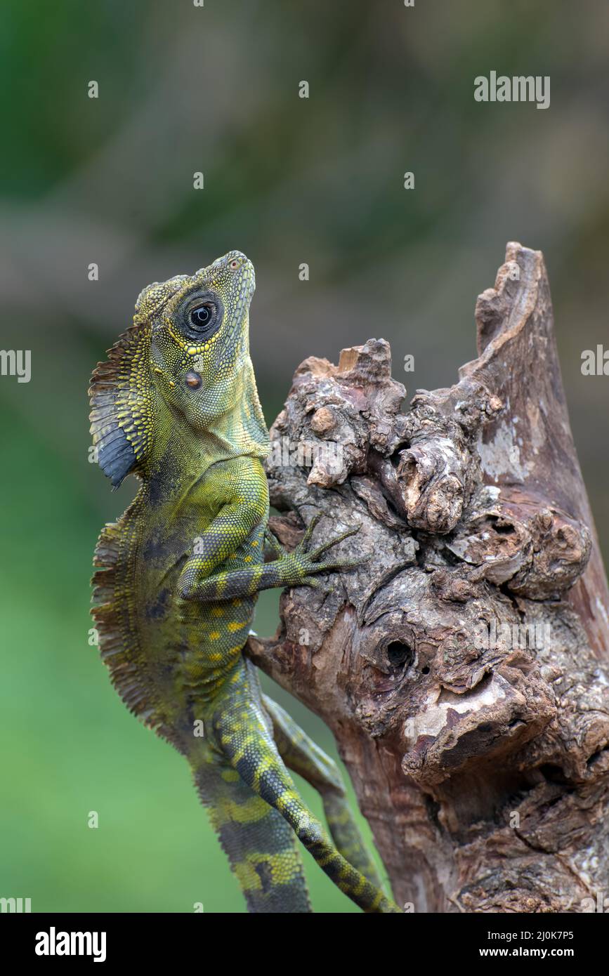 Lizard head wilderness hi-res stock photography and images - Alamy