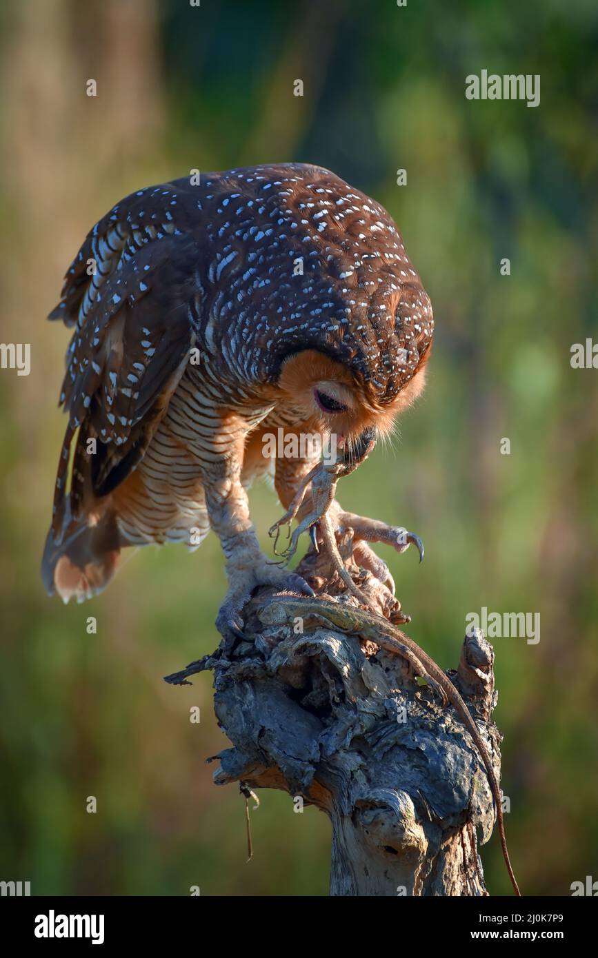 Tree lizard hi-res stock photography and images - Alamy