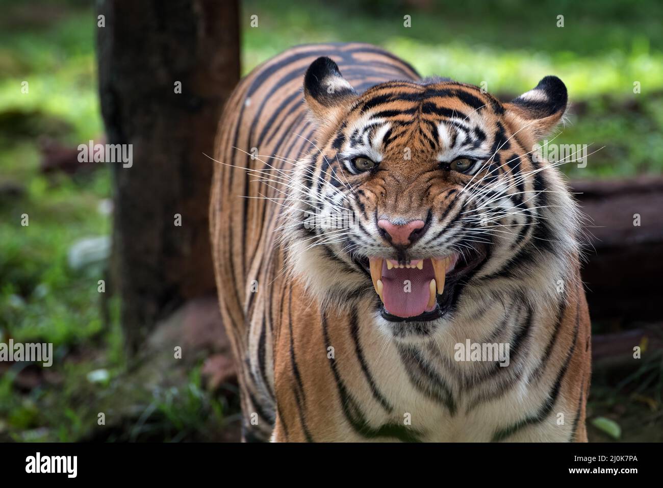 A tiger with weird looking face Stock Photo - Alamy