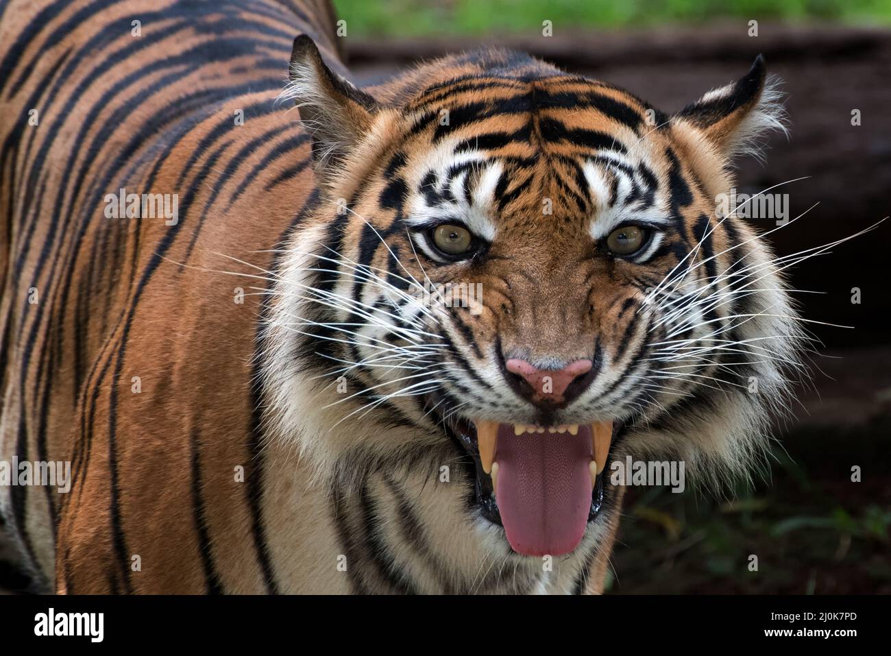 A tiger with weird looking face Stock Photo - Alamy