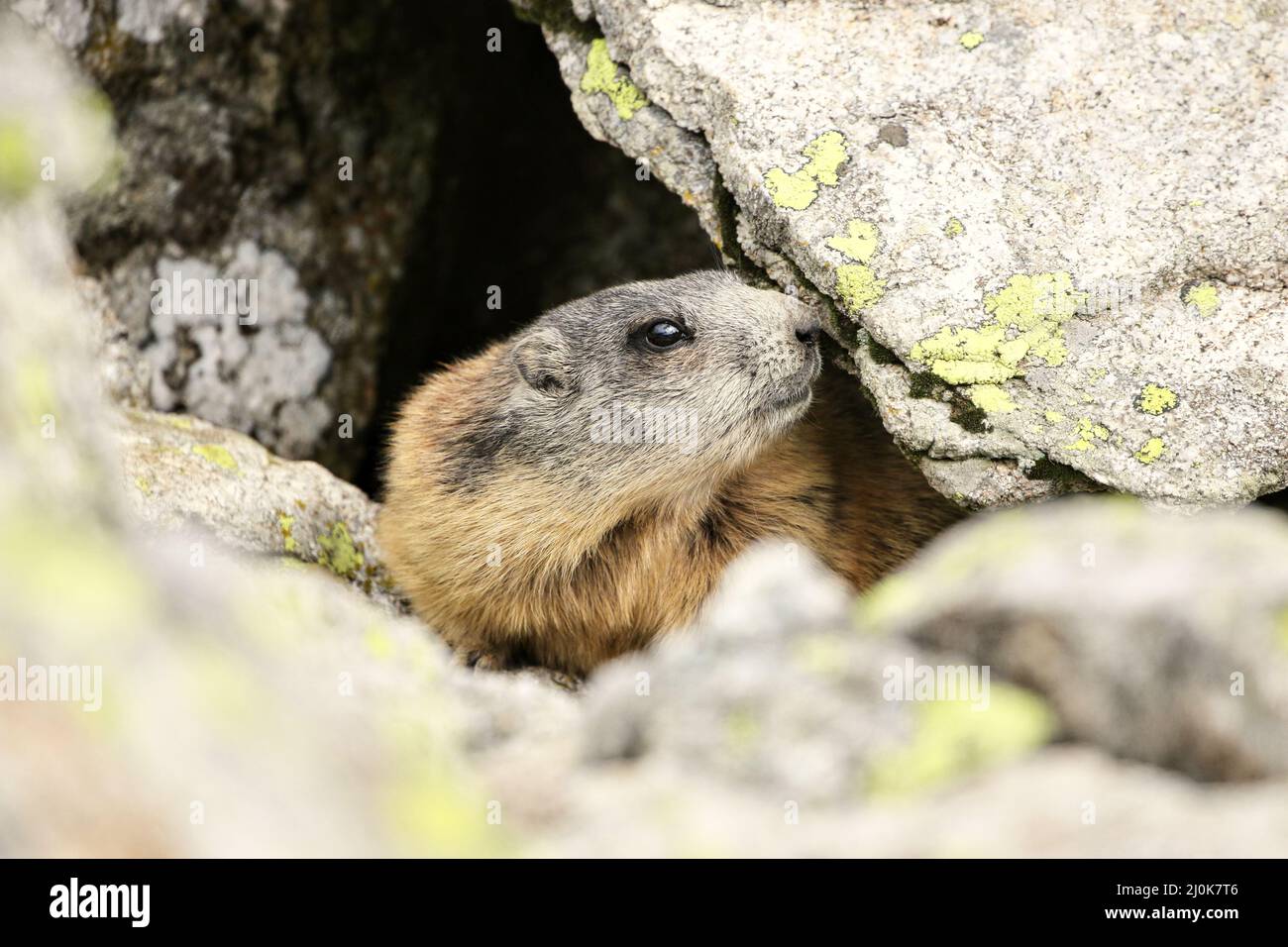 Whistle bathing hi-res stock photography and images - Alamy