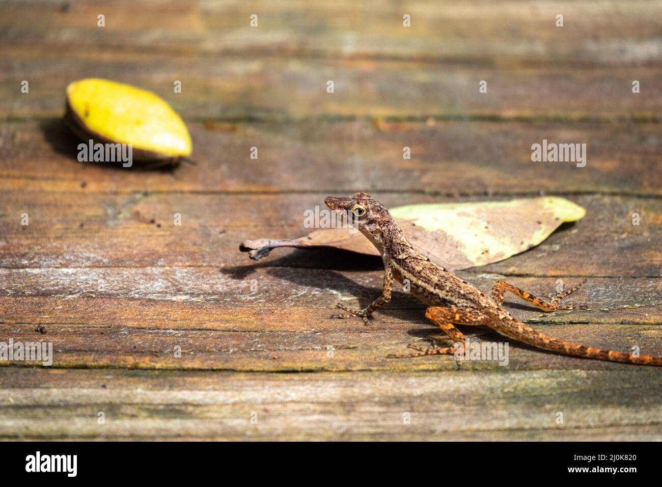 Mourning Gecko (Lepidodactylus lugubris) also Known as Common Smooth ...