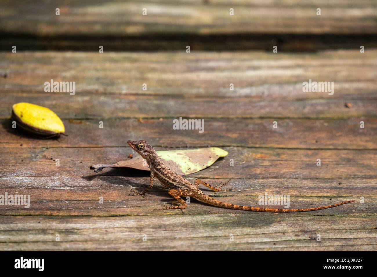 Mourning Gecko (Lepidodactylus lugubris) also Known as Common Smooth ...