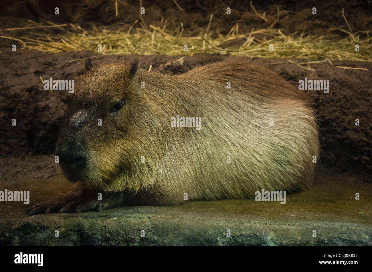 Closeup of a capybara sitting on a stone against the dry grass ...