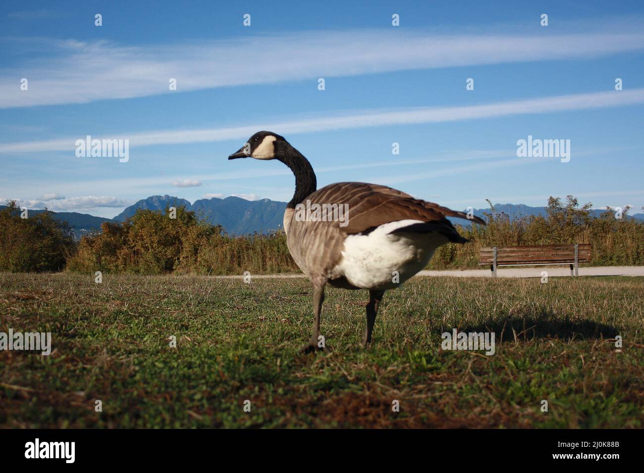 Wild geese at Kitsilano Beach, Vancouver, Canada Stock Photo - Alamy