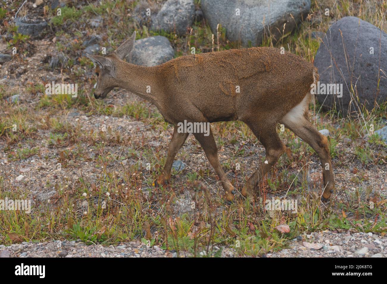 Beautiful South Andean deer in nature in Patagonia, Chile Stock Photo ...