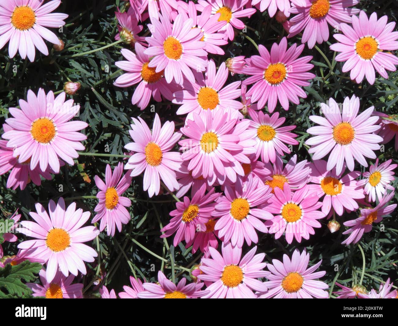 Top view of beautiful pink Persian Pyrethrum daisy flowers under the ...