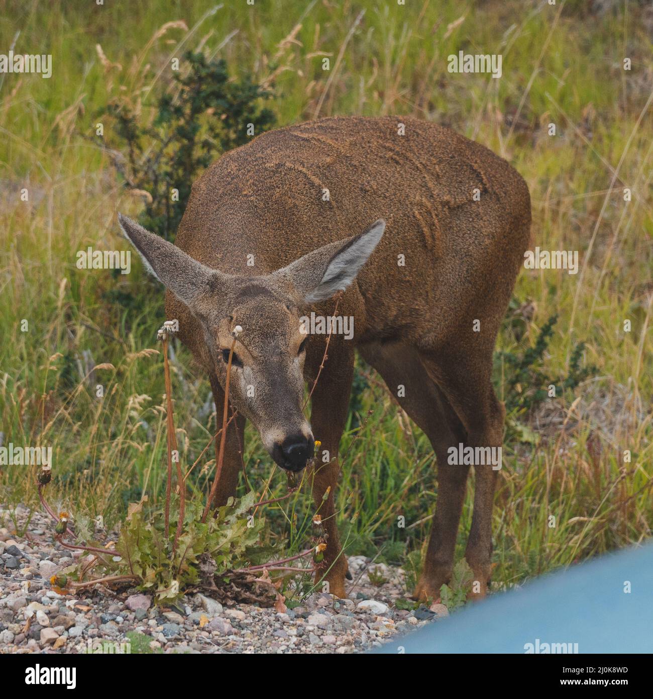 Closeup of a beautiful South Andean deer in nature in Patagonia, Chile ...