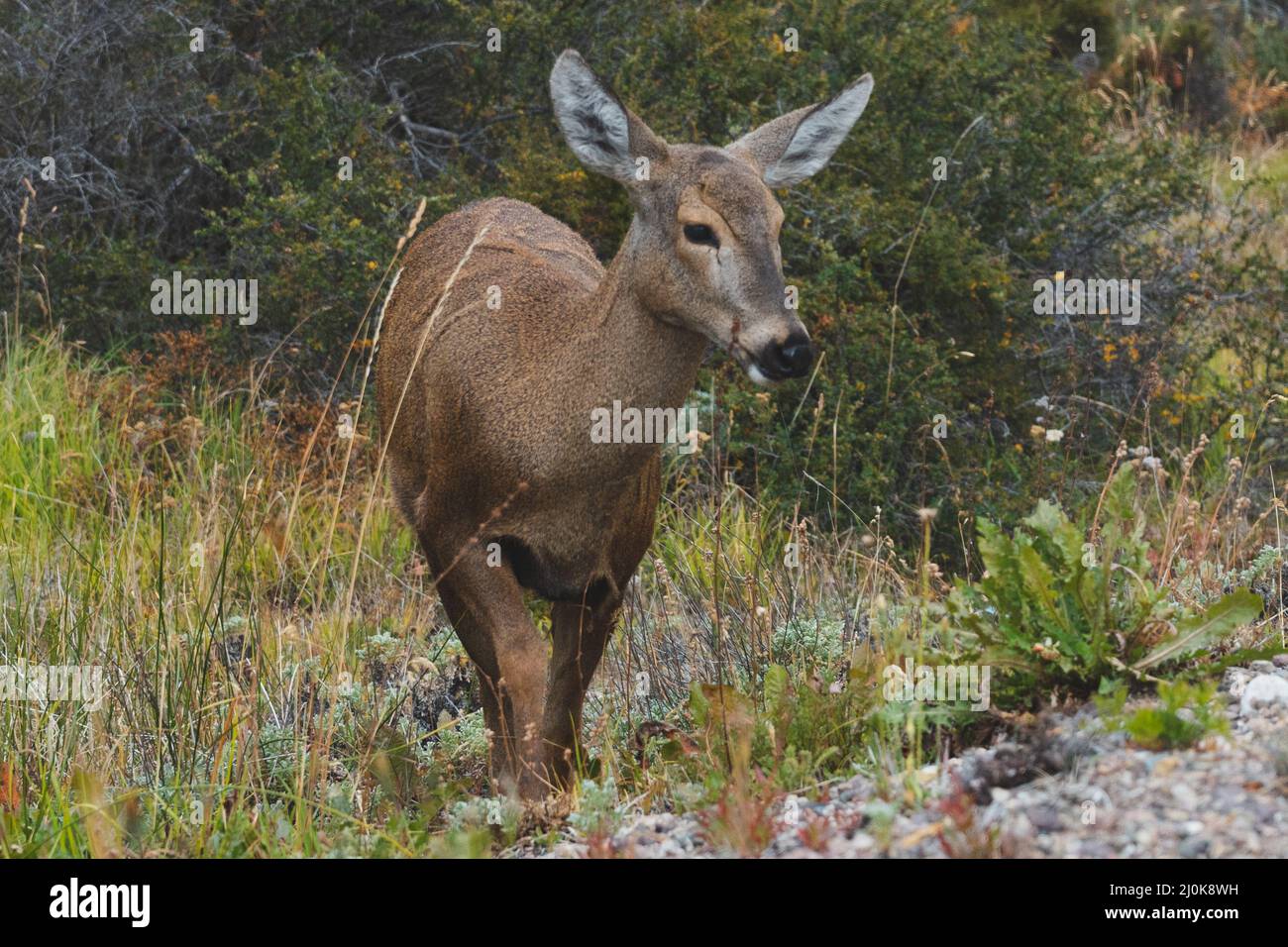 Beautiful South Andean deer in nature in Patagonia, Chile Stock Photo ...