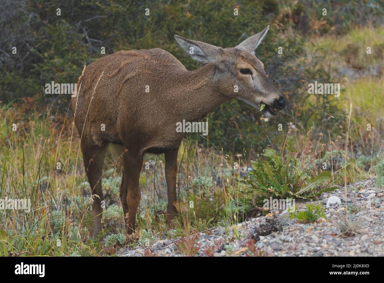 Beautiful South Andean deer grazing grass in nature in Patagonia, Chile ...