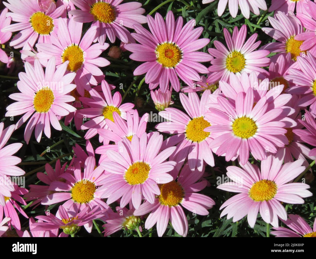 Closeup of beautiful pink Persian Pyrethrum daisy flowers under the ...