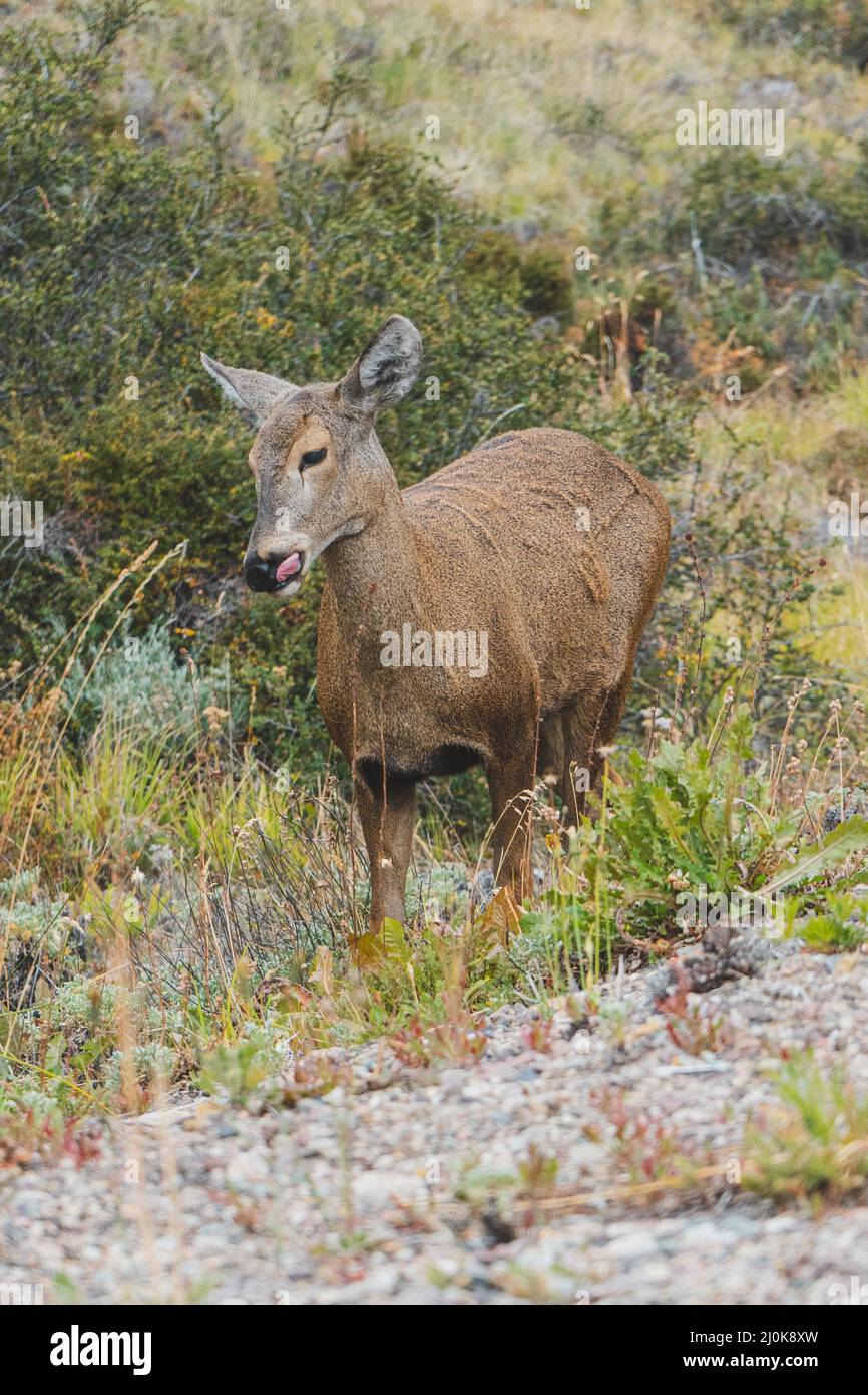 Beautiful South Andean deer in nature in Patagonia, Chile Stock Photo ...