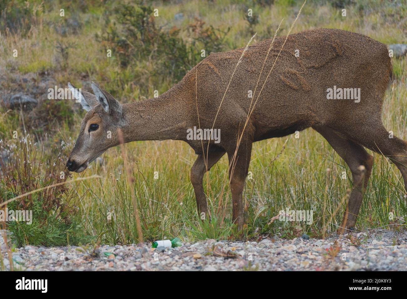 Beautiful South Andean deer in nature in Patagonia, Chile Stock Photo ...