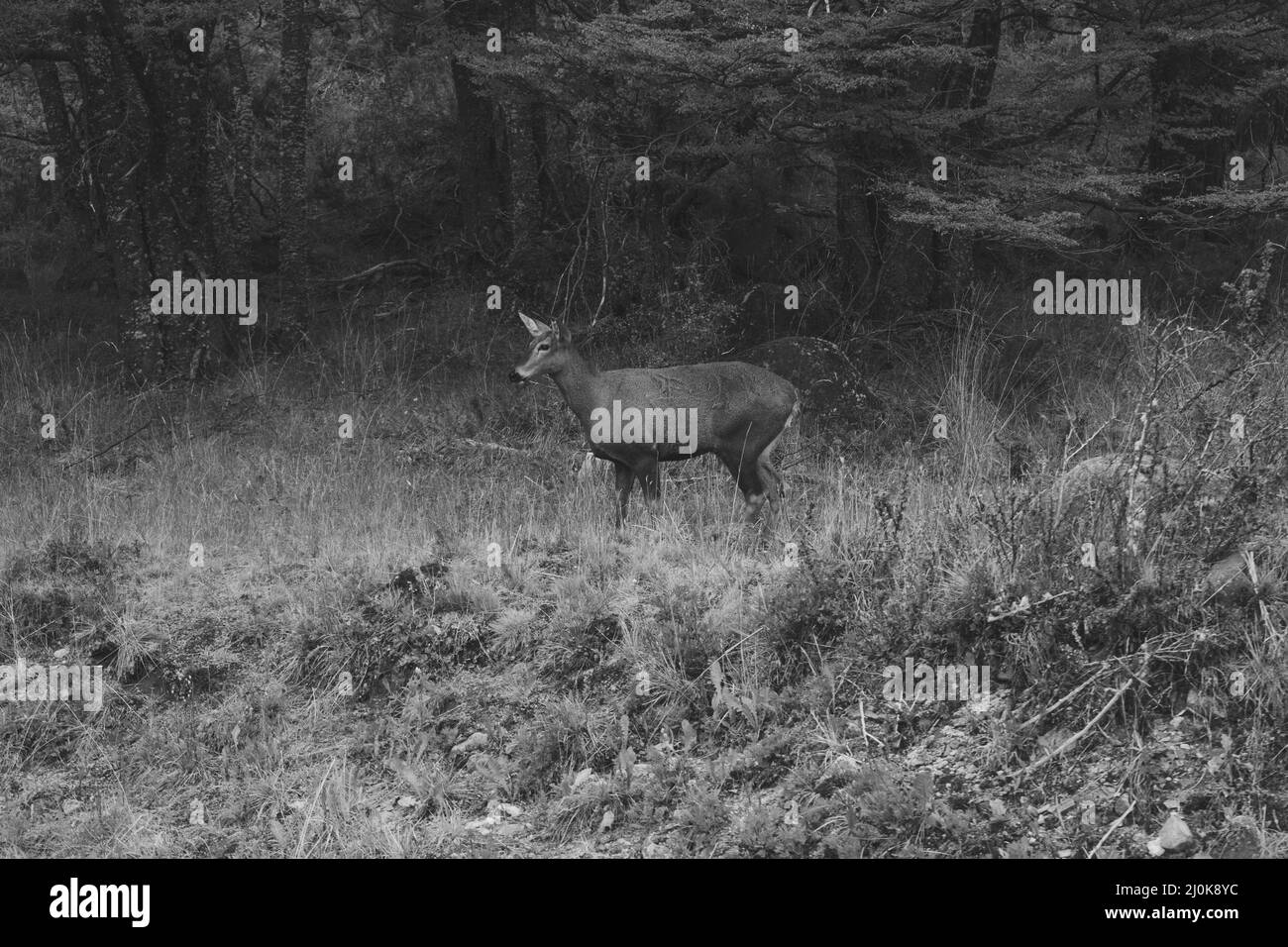 Grayscale shot of a beautiful South Andean deer in nature in Patagonia ...