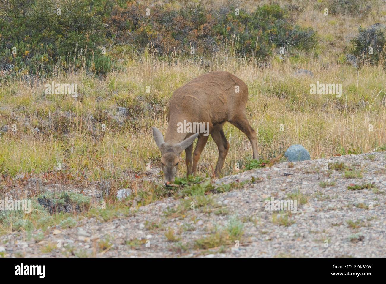 Beautiful South Andean deer grazing grass in nature in Patagonia, Chile ...