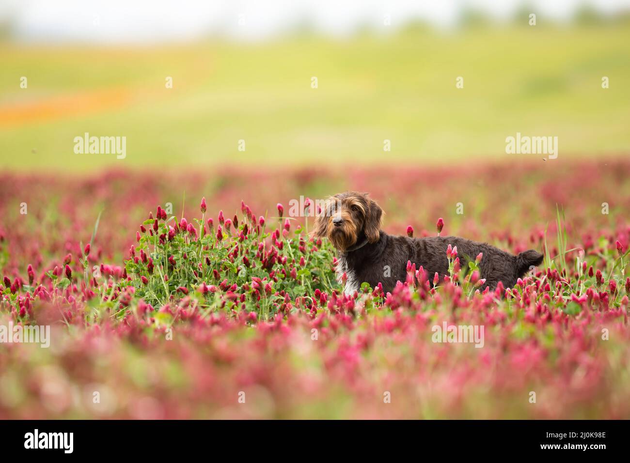 Rough-coated Bohemian Pointer is breed of versatile dog. Dog looking ...