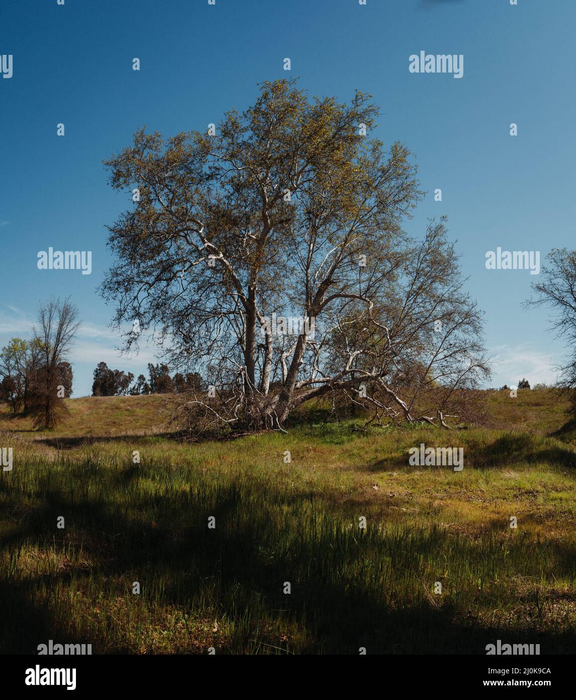 Vertical shot of a multi-branched tree with white bark on a field Stock ...