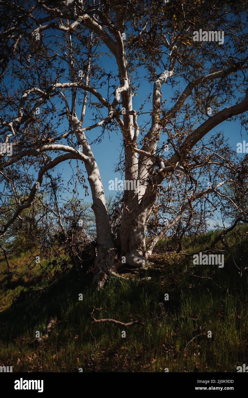 Multi branched tree hi-res stock photography and images - Alamy