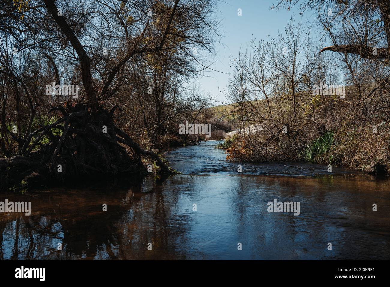 Leafless trees reflecting in the San Joaquin river in Friant California ...