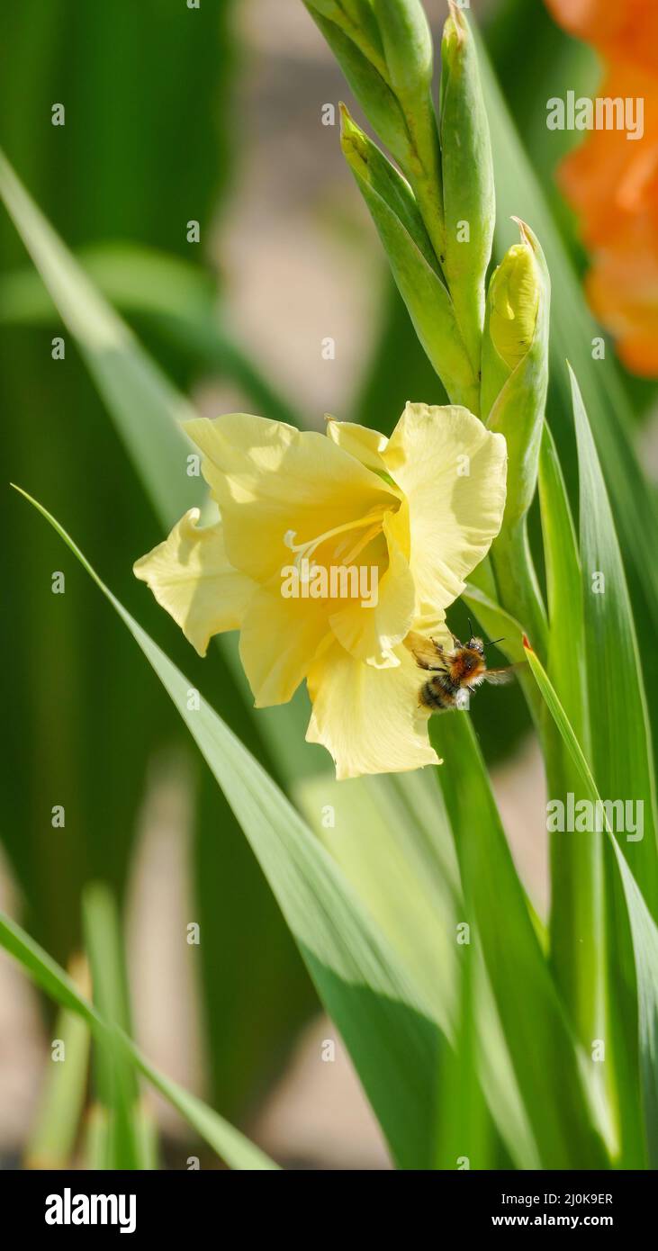 Bumblebee daffodil bee hi-res stock photography and images - Alamy
