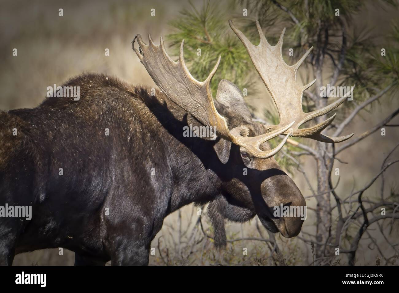 Close up bull moose antlers High Resolution Stock Photography and ...