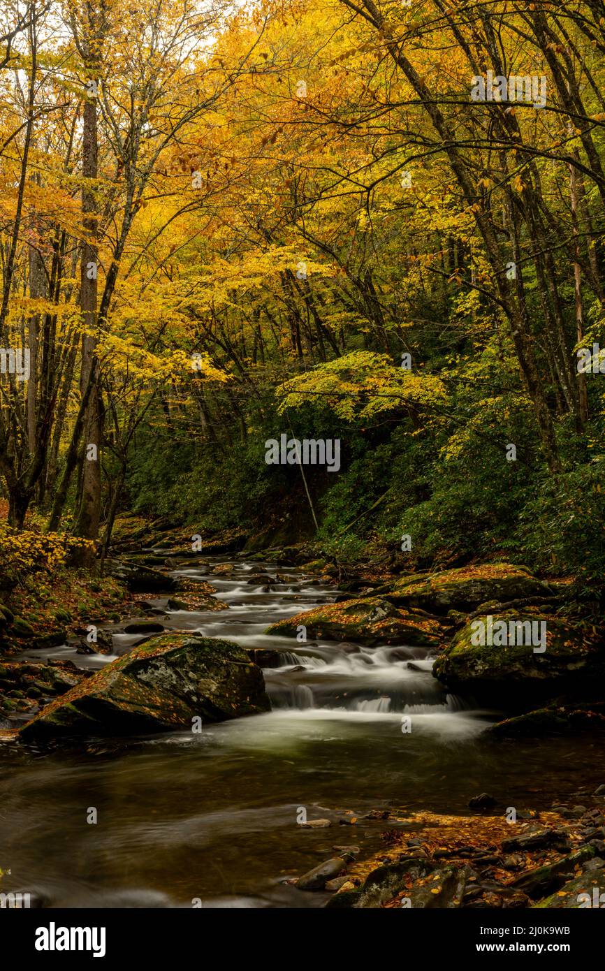 Yellow Canopy Over Straight Fork In Autumn in Great Smoky Mountains ...