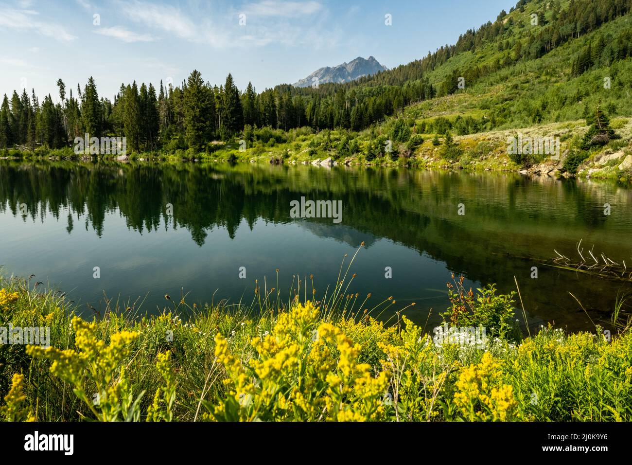 Grand tetons flowers lake hi-res stock photography and images - Alamy