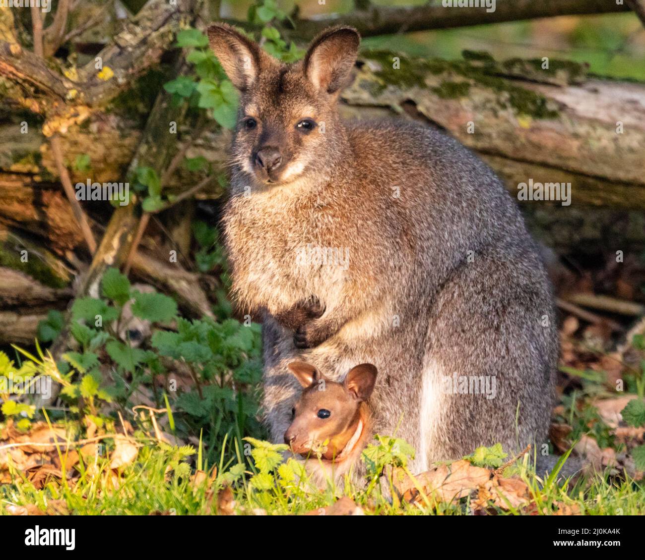 Bedfordshire, UK. 19th Mar, 2022. A red-necked wallaby (Notamacropus ...