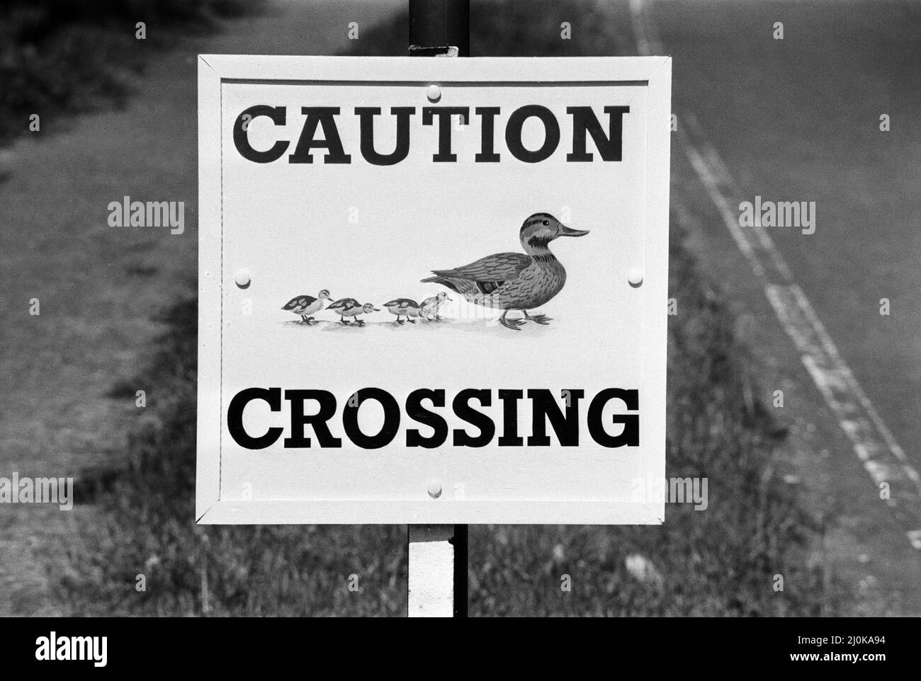 Ducks crossing road sign Black and White Stock Photos & Images - Alamy