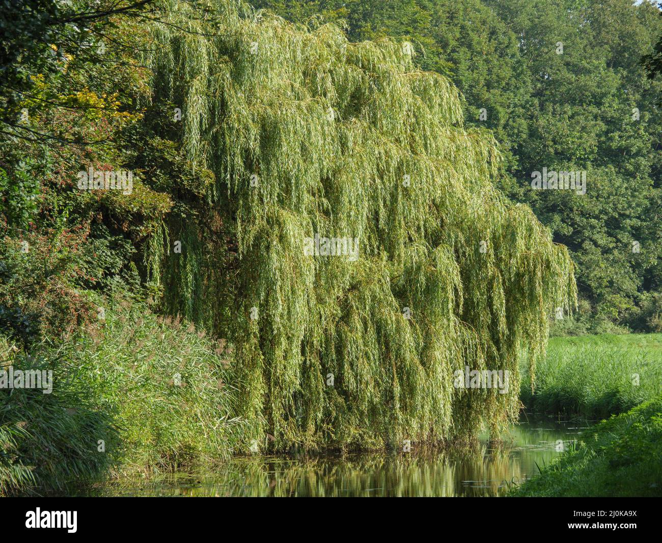 At the river issel Stock Photo - Alamy