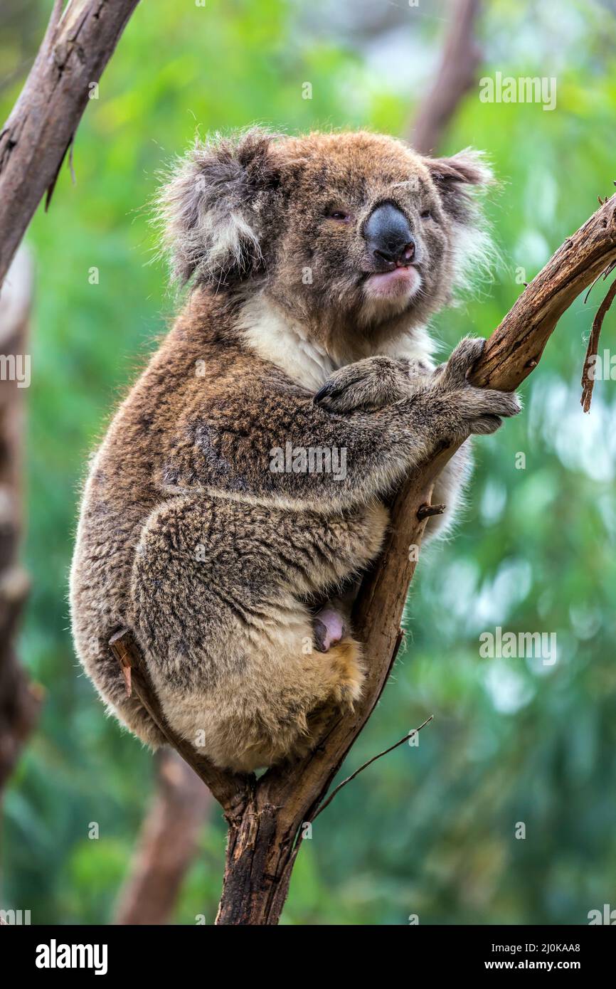 The brown koala sitting on a branch Stock Photo - Alamy